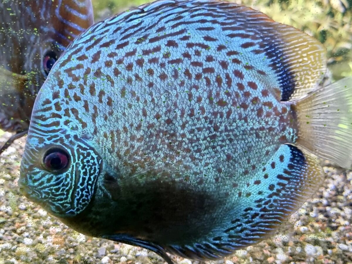 Discus (Symphysodon) – Exotic Primates