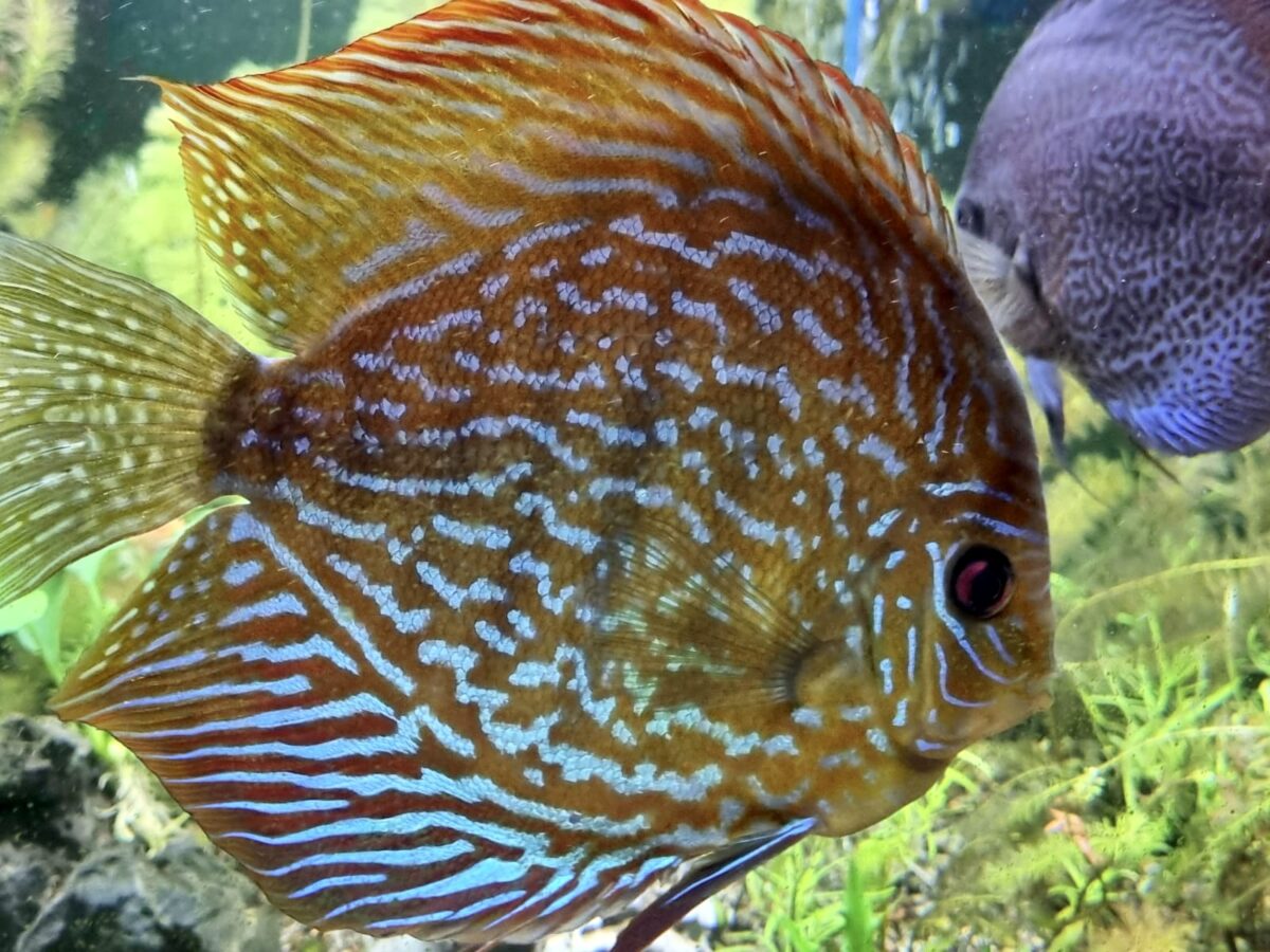 Discus (Symphysodon) – Exotic Primates
