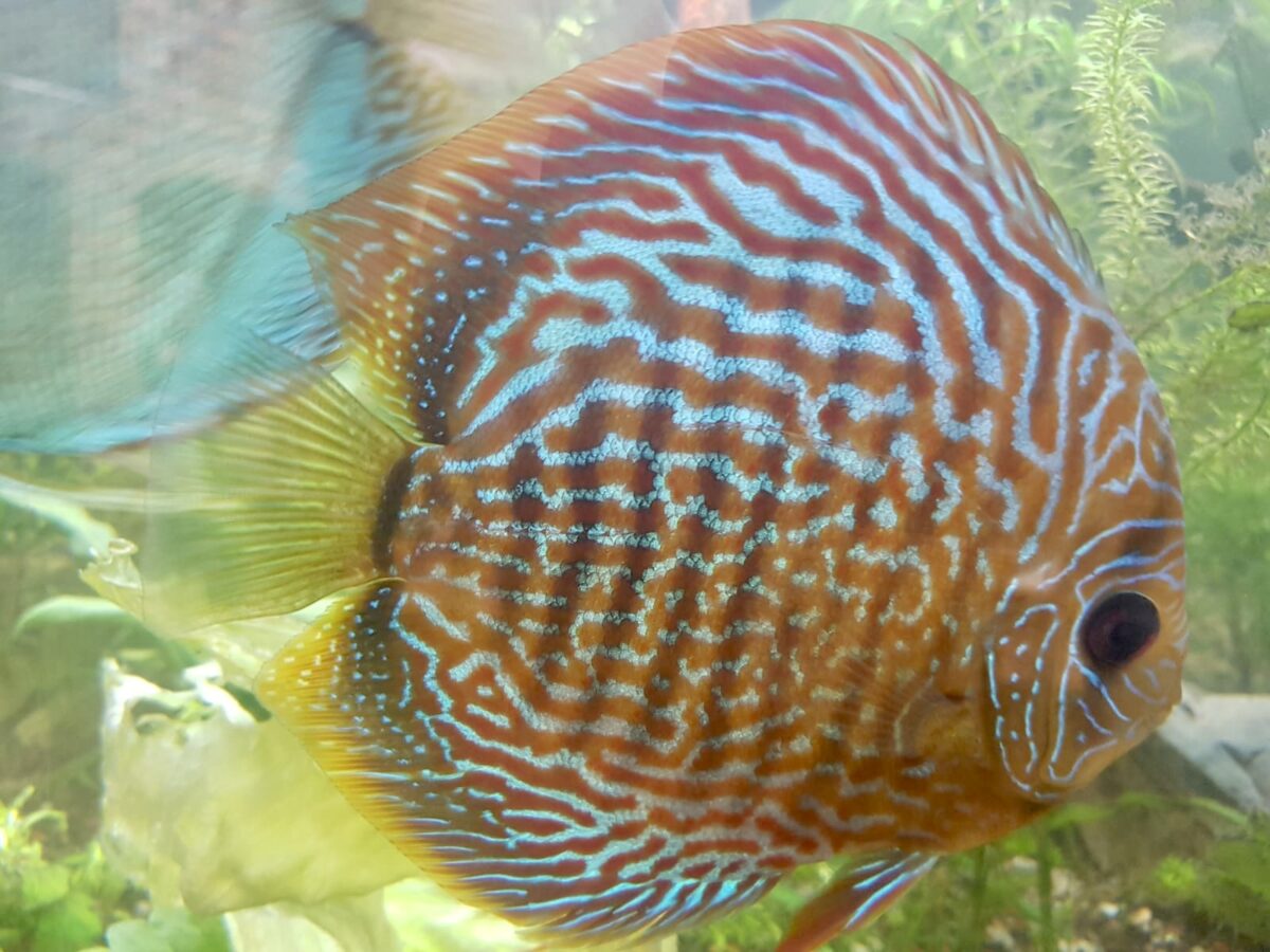 Discus (Symphysodon) – Exotic Primates