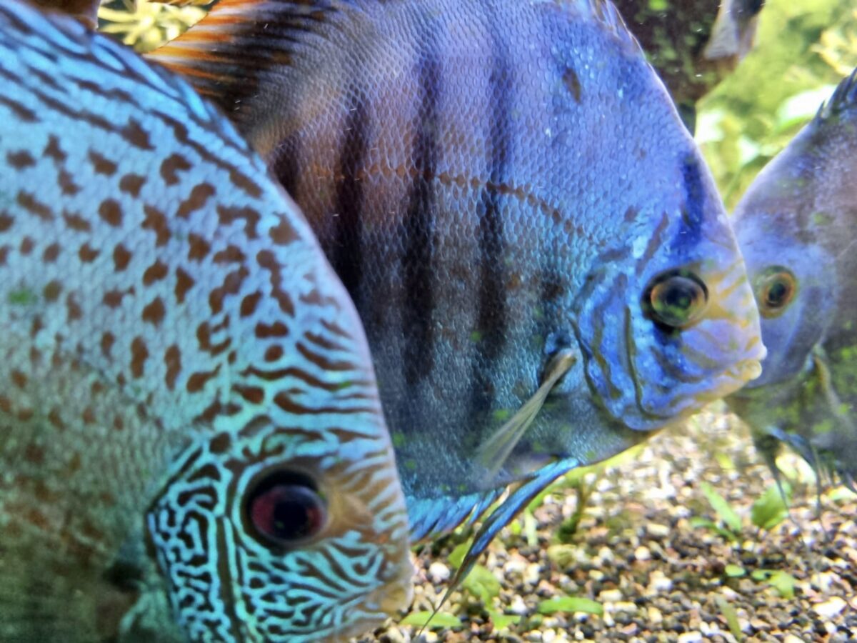 Discus (Symphysodon) - Exotic Primates